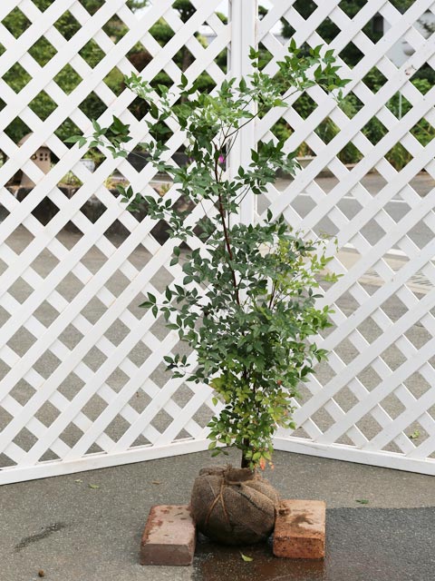 【南天】読み：なんてん学名：Nandina domesticaメギ科ナンテン属常緑低木【商品情報】南天は庭木の代表的な品種です。他の南天と比べて背が高くなります。初夏に白い花をつけて、秋には真っ赤な実をたくさんつけます。昔から縁起木としられ...