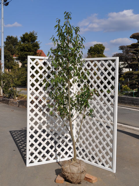 【ナナミノキ】（七実の木）読み：ななみのき学名：Ilex chinensisモチノキ科モチノキ属常緑高木別名：ナナメノキ【名前の由来】沢山実をつけることから。楕円形の実をやや斜めにつけることから。【商品情報】ナナミノキは常緑高木です。本州の...