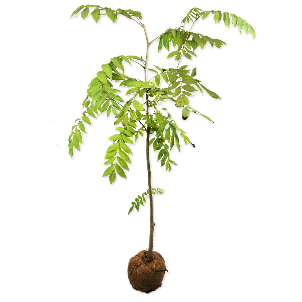 【ノグルミ】読み：のぐるみ学名：Platycarya strobilaceaクルミ科ノグルミ属落葉高木【商品情報】ノグルミは落葉高木です。東海から九州まで自生しています。葉は大型で奇数複葉です。初夏にたれ下がる花がさきます。実の形はクルミよ...