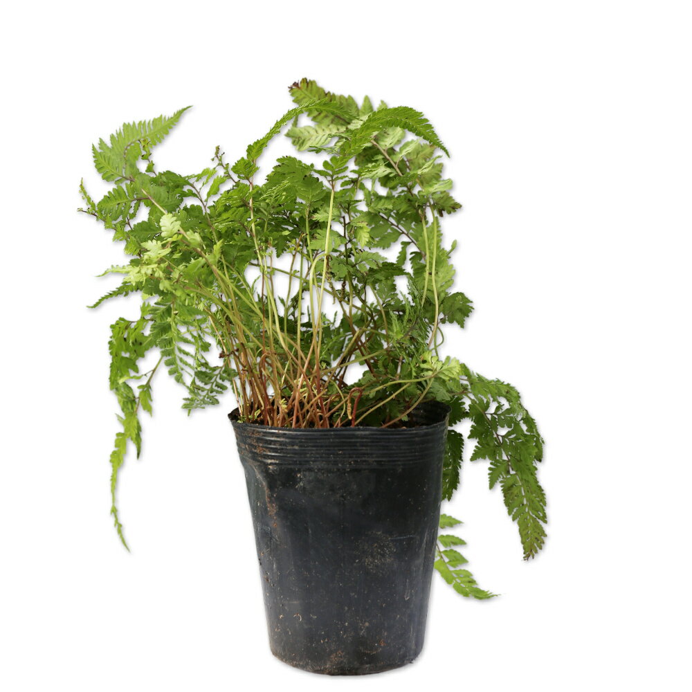 【ニシキシダ】（錦羊歯）読み：にしきしだ学名：Athyrium niponicumイワヤツデ科メシダ属多年草別名：斑入りシダ【商品説明】シダは多年草です。森林などによく自生しています。全体を貫く管がある維管束植物で胞子繁殖するのが特徴です。...