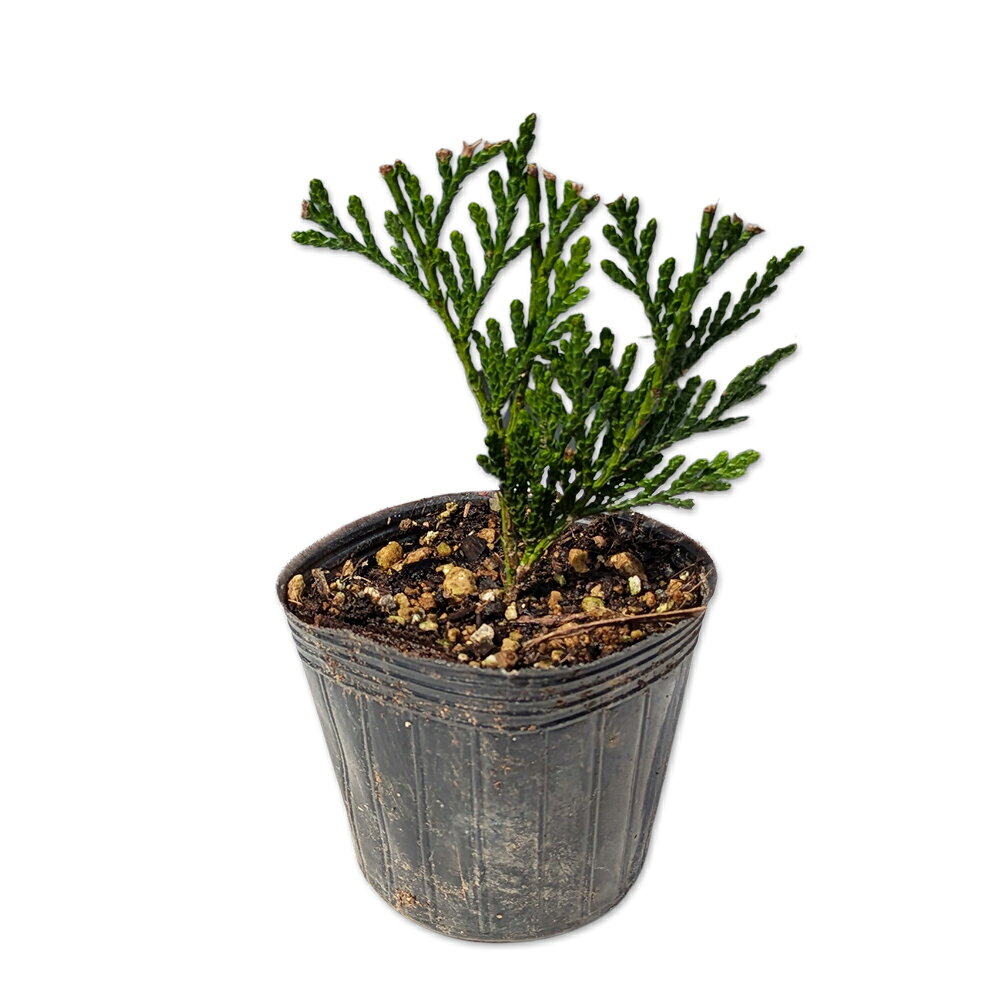 【ニオイヒバ】(匂檜葉)学名：Thuja occidentalisヒノキ科クロベ属常緑高木【名前の由来】葉に芳香があるため。【商品情報】ニオイヒバは10〜15mになる常緑高木です。北アメリカ原産です。葉は鱗片状で、丸みが強く、ちぎって揉むと...