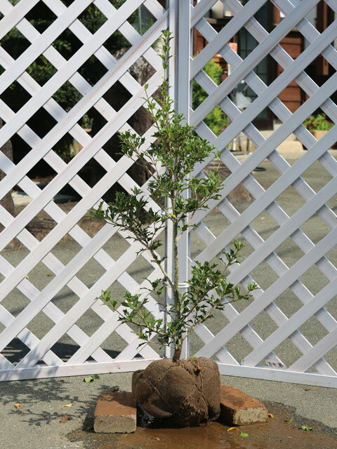 【ヒイラギ】読み：ひいらぎ学名：Osmanthus heterophyllusモクセイ科モクセイ属常緑高木【商品情報】ヒイラギはトゲがある葉が特徴です。厚い皮質である葉は光沢があり丈夫です。昔から防犯目的に庭木や生垣によく利用されてきました...