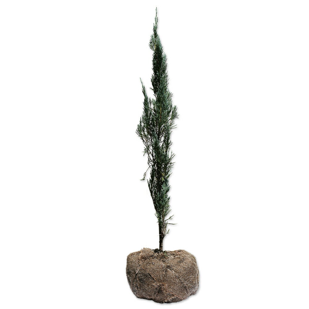 【ブルーエンジェル】（）読み：ぶるーえんじぇる学名学名より。【商品情報】青色が一番美しく出てくる品種でスカイロケットの次世代の主役として脚光を浴びています。新芽の時期は葉にワックスが付きます。灰白色を帯びた銀青色が特に美しいです。葉のワック...