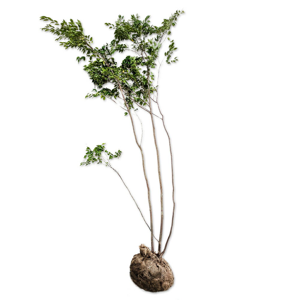 【ハイノキ】読み：はいのき学名：Symplocos myrtaceaハイノキ科ハイノキ属常緑高木【商品情報】ハイノキは4m程度になる常緑高木です。葉は5cn程度で小さくあまり密に付きません。発色の良い緑色で涼しげです。5〜6月に小さな白い花...