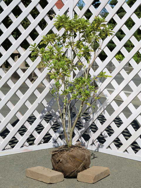 【ヒラドツツジ】（平戸ツツジ）読み：ひらどつつじ学名Rhododendron × pulchrumツツジ科ツツジ属常緑低木【商品情報】ツツジは、沢山の園芸品種が作られていて、花が美しい品種です。今までで記録されている品種の数は2000を超え...