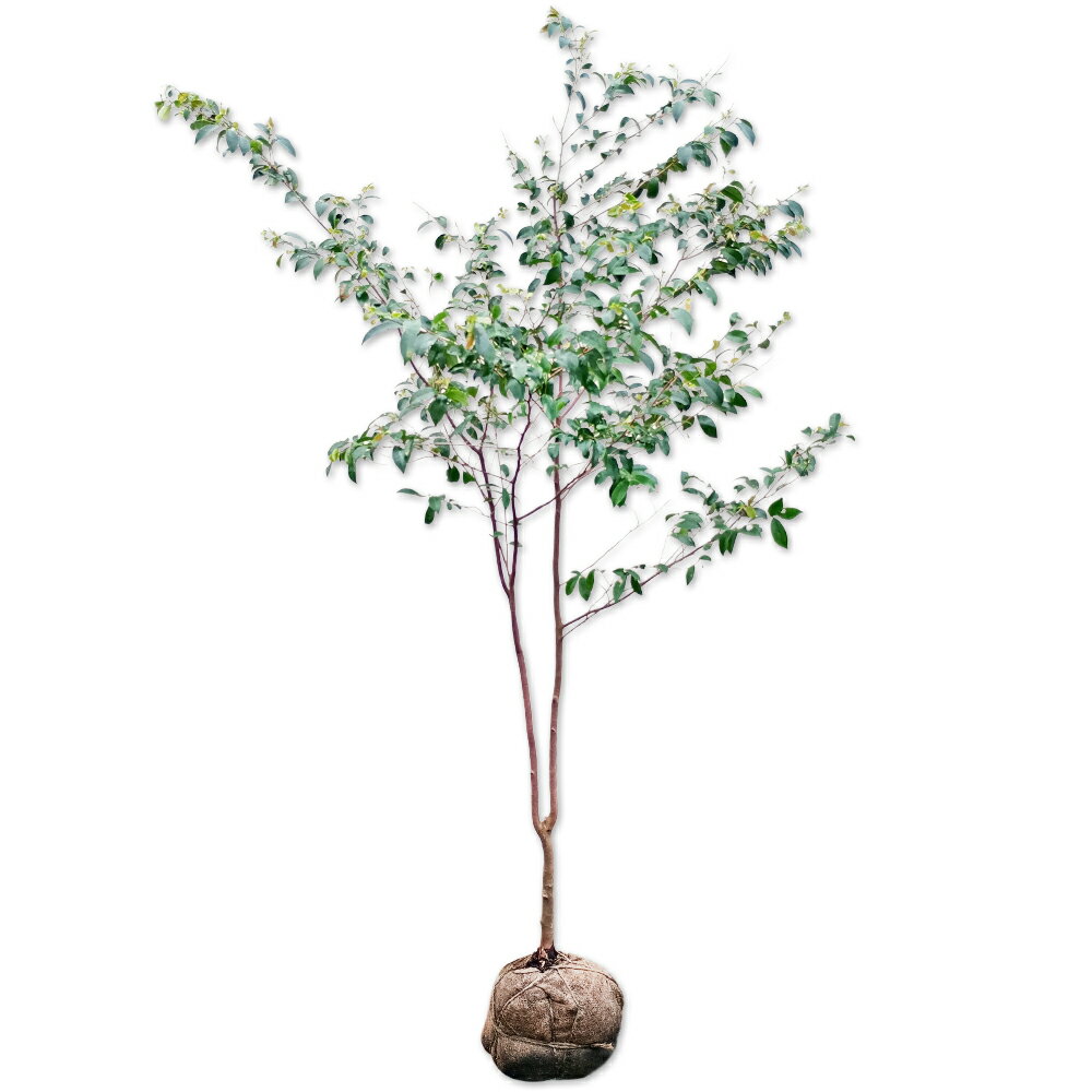 【ヒサカキ】読み：ひさかき学名：Eurya japonica Thunb. var. microphylla Makinoモッコク科ヒサカキ属常緑高木【商品情報】ヒサカキの枝は昔から神事の際に用いる玉串として利用されてきました。今でも神棚に...