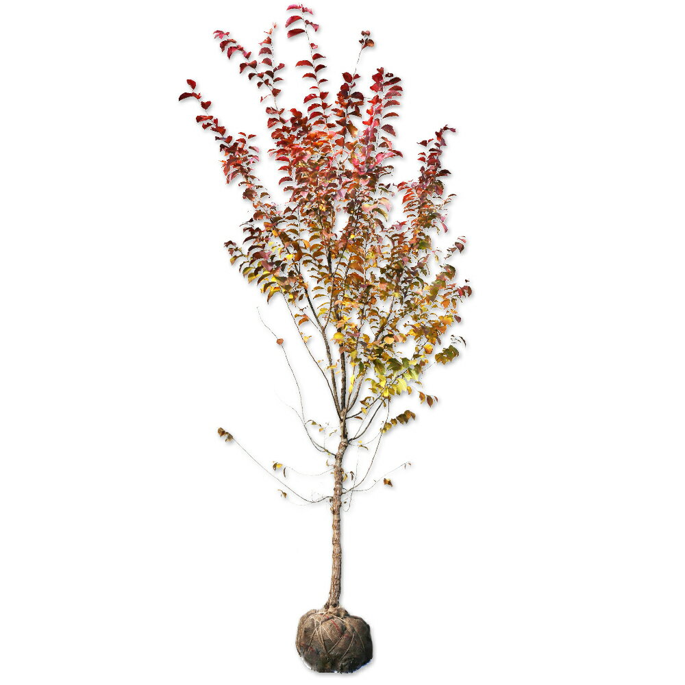 【ハルニレ】読み：はるにれ学名：lmus davidiana var. japonicaニレ科ニレ属落葉高木【商品情報】ハルニレは乾燥に強い品種です。葉は小さくて硬いです。大気汚染や過酷な環境に強く、よく緑化木として利用されます。刈り込みに...