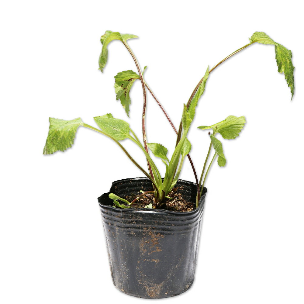 【ホタルブクロ】（蛍袋）読み：ほたるぶくろ学名:Campanula punctata Lamキキョウ科ホタルブクロ属多年草別名：チョウセンバナ【商品説明】ホタルブクロは多年草です。初夏に大きな釣鐘状の花を咲かせます。草原や道端に自生していま...