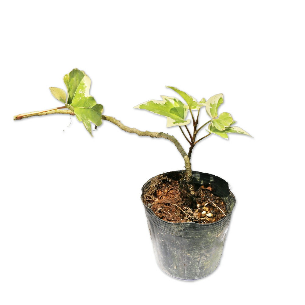 【ハトスヘデラ斑入り】()読み：はとすへでらふいり学名：Fatshedera lizeiウコギ科キヅタ属常緑つる性低木別名：ファツヘデラ【名前の由来】【商品情報】ヘデラはつる性の常緑品種です。吸着や匍匐で成長します。発色がよく、非常に人気が...