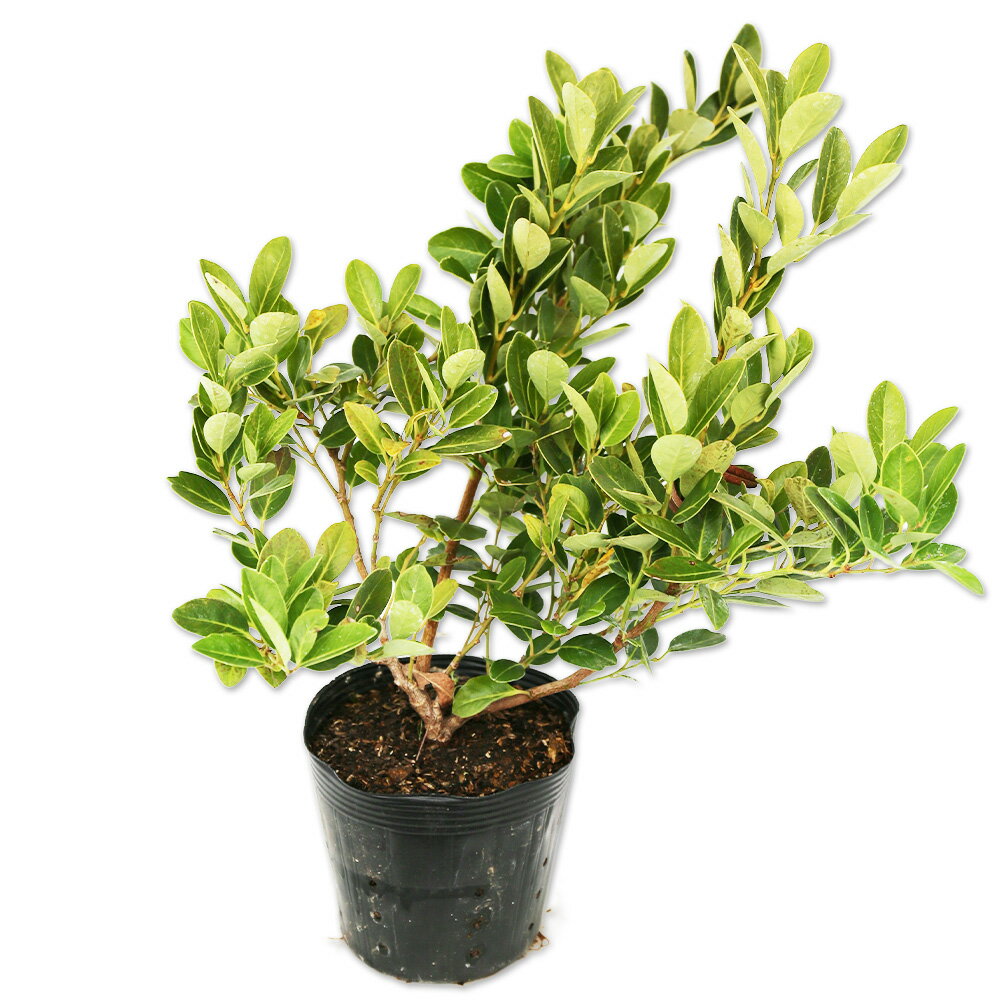 【ヒイラギズイナ】(柊随菜)読み：ひいらぎずいな学名：Itea oldhamiiズイナ科ズイナ属常緑小高木別名：【名前の由来】ズイナに近縁でヒイラギに似ることから。【商品情報】ヒイラギズイナは10mになる常緑小高木です。葉は若葉にトゲがあり...