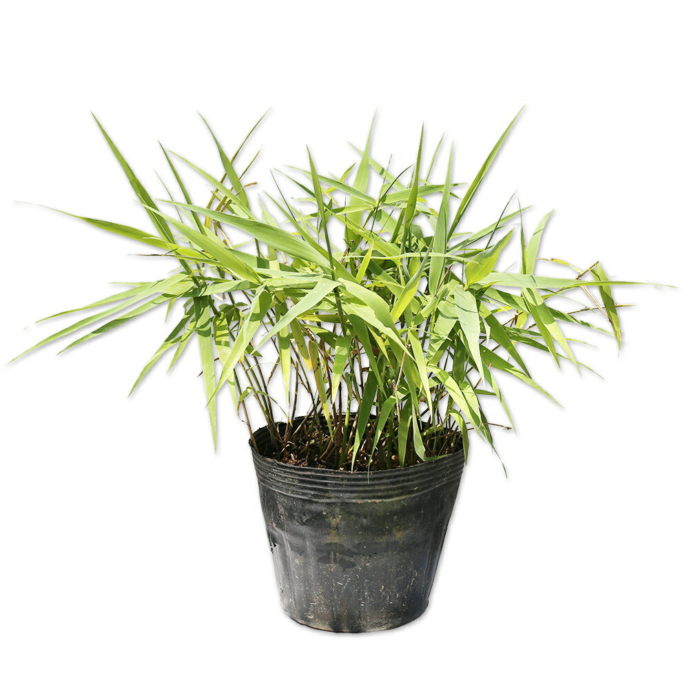 【オウゴンフウチソウ】(黄金風知草)読み：おうごんふうちそう学名：Hakonechloa macra var. aureolaイネ科ウラハグサ属多年草別名：キンウラハグサ【名前の由来】【商品情報】オウゴンフウチソウは0.3mになる多年草です...