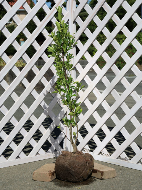 【マサキ】読み：まさき学名：Euonymus japonicusニシキギ科ニシキギ属常緑低木【商品情報】マサキは土地を選ばず耐陰性も強い為に、環境が悪くても生育できます。緑色のつやがある少し大きめの枝に楕円形の光沢がある革質の葉をつけます。...