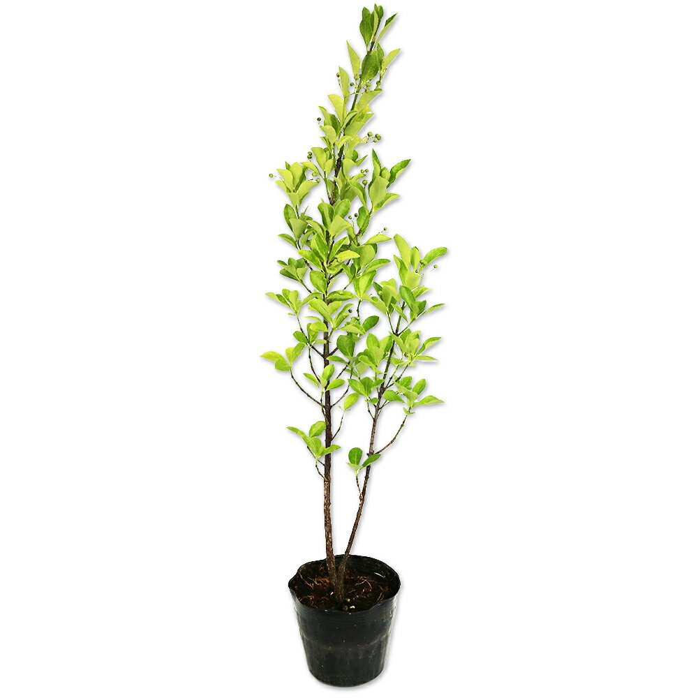【マサキ】読み：まさき学名：Euonymus japonicusニシキギ科ニシキギ属常緑低木【商品情報】マサキは土地を選ばず耐陰性も強い為に、環境が悪くても生育できます。緑色のつやがある少し大きめの枝に楕円形の光沢がある革質の葉をつけます。...