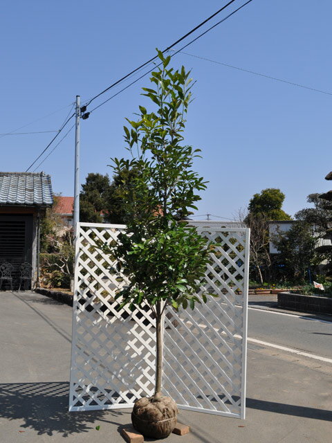 【マテバシイ】読み：まてばしい学名：Lithocarpus edulisブナ科マテバシイ属常緑高木【商品情報】マテバシイは日本固有の品種です。よく緑化木や公園木、庭木や森林に使われます。花は帯状にさきます。とてもよくどんぐりがなり、苦味がな...