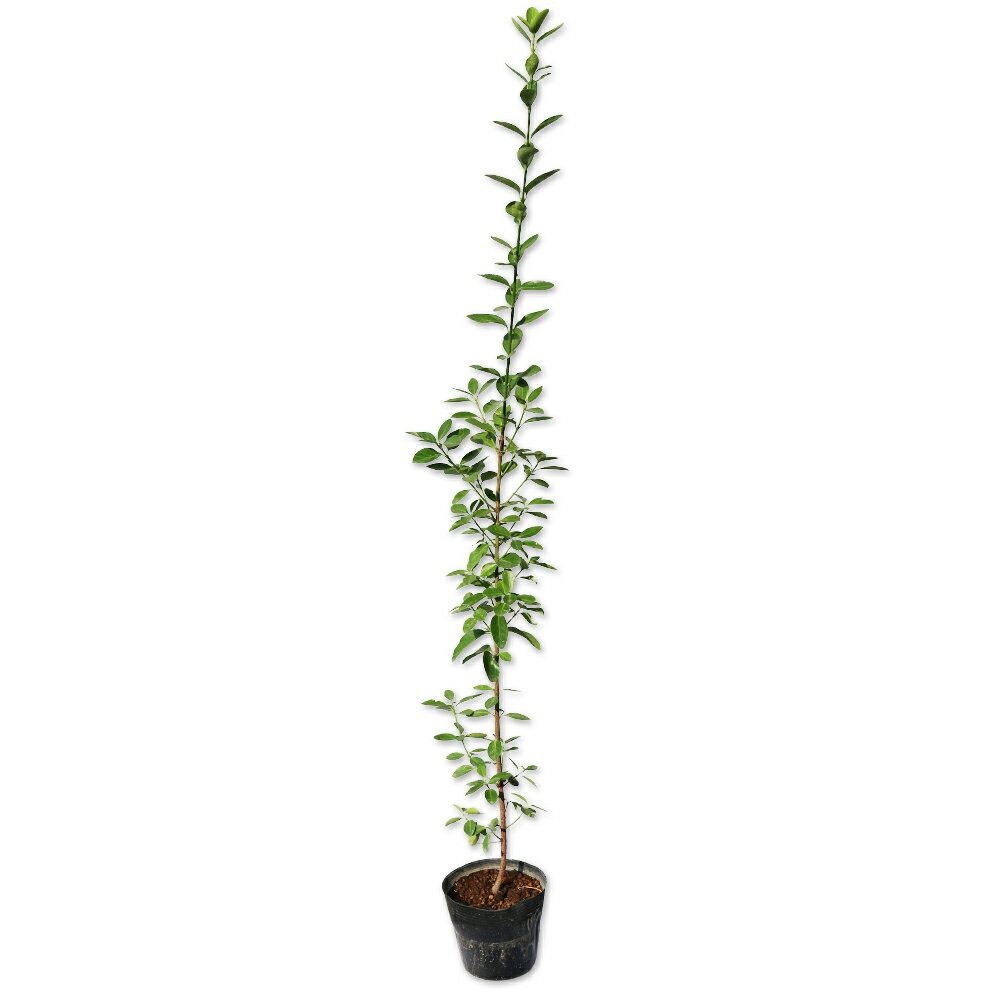 【オウゴンマサキ】読み：おうごんまさき学名：Euonymus japonicus var.aureaニシキギ科ニシキギ属常緑低木【商品情報】オウゴンマサキは土地を選ばず耐陰性も強い為に、環境が悪くても生育できます。緑色のつやがある少し大きめ...
