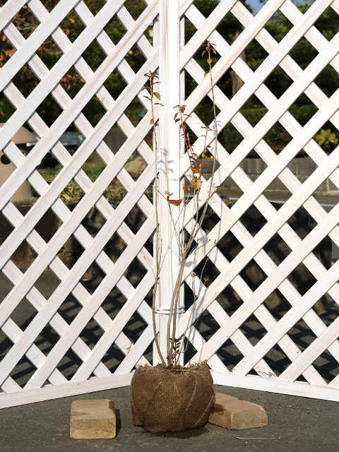 【ミツバツツジ】読み：みつばつつじ学名：Rhododendron dilatatumツツジ科ツツジ属落葉低木【商品情報】ミツバツツジは、背が高く花が美しい品種です。3〜4月頃に花が咲きます。花は赤紫色で、葉が出る前に咲きとても見栄えがします...