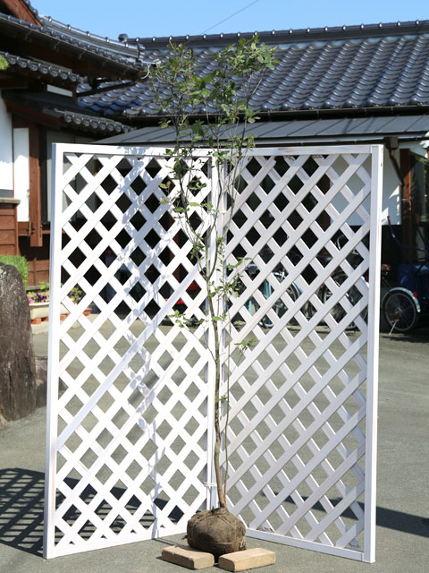 【ミツバツツジ】読み：みつばつつじ学名：Rhododendron dilatatumツツジ科ツツジ属落葉低木【商品情報】ミツバツツジは、背が高く花が美しい品種です。3〜4月頃に花が咲きます。花は赤紫色で、葉が出る前に咲きとても見栄えがします...