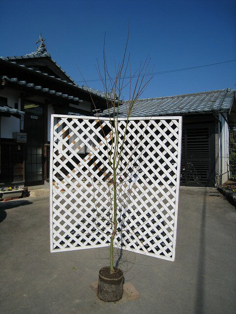 【イロハモミジ】読み：いろはもみじ学名：Acer palmatumムクロジ科カエデ属落葉高木【商品情報】モミジは秋に紅葉する代表的な品種です。モミジとはカエデの別名です。一般的に葉が手のひらのように裂けているものが『モミジ』といわれ、根本ま...