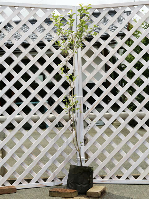 【ムラサキシキブ】読み：むらさきしきぶ学名：Callicarpa japonicaシソ科ムラサキシキブ属落葉低木【商品情報】ムラサキシキブは日本全国に自生しています。幹は細く、枝は密に茂ります。6〜7月に紫色の小さな花をつけます。10〜11...