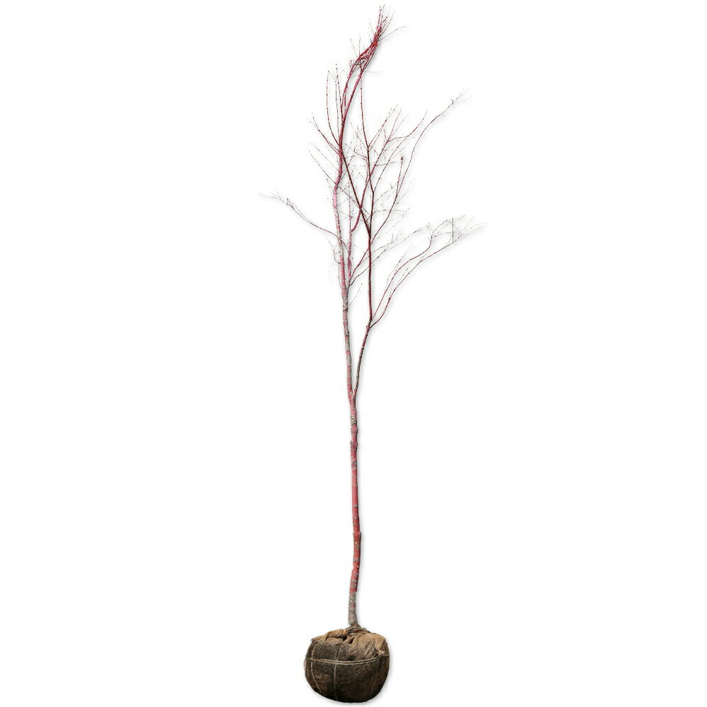 【珊瑚紅葉】（珊瑚もみじ）読み：さんごもみじ学名：Acer palmatum 'Sango-kaku'ムクロジ科カエデ属落葉高木【商品情報】モミジは秋に紅葉する代表的な品種です。モミジとはカエデの別名です。一般的に葉が手のひらのように裂けて...