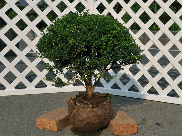 【マメツゲ】読み：まめつげ学名, Ilex crenata Thunb. f. bullata Rehdモチノキ科モチノキ属常緑高木【商品情報】マメツゲは昔から庭木に使われていた品種です。光沢がある楕円形の葉が特徴で、葉が小さいため密になり...