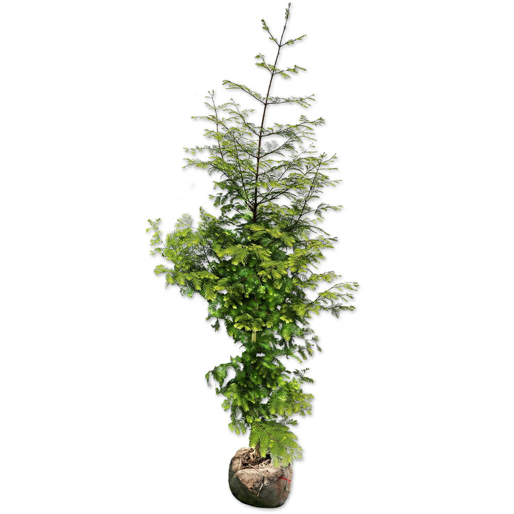 【メタセコイア】読み：めたせこいあ学名：Metasequoia glyptostroboidesヒノキ科メタセコイア属落葉高木【商品情報】メタセコイアは落葉高木です。日本で常緑種のセコイアに似た化石が見つかり、絶滅種とされていた品種です。そ...