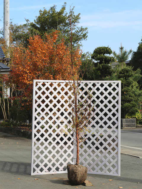 【メタセコイア】読み：めたせこいあ学名：Metasequoia glyptostroboidesヒノキ科メタセコイア属落葉高木【商品情報】メタセコイアは落葉高木です。日本で常緑種のセコイアに似た化石が見つかり、絶滅種とされていた品種です。そ...