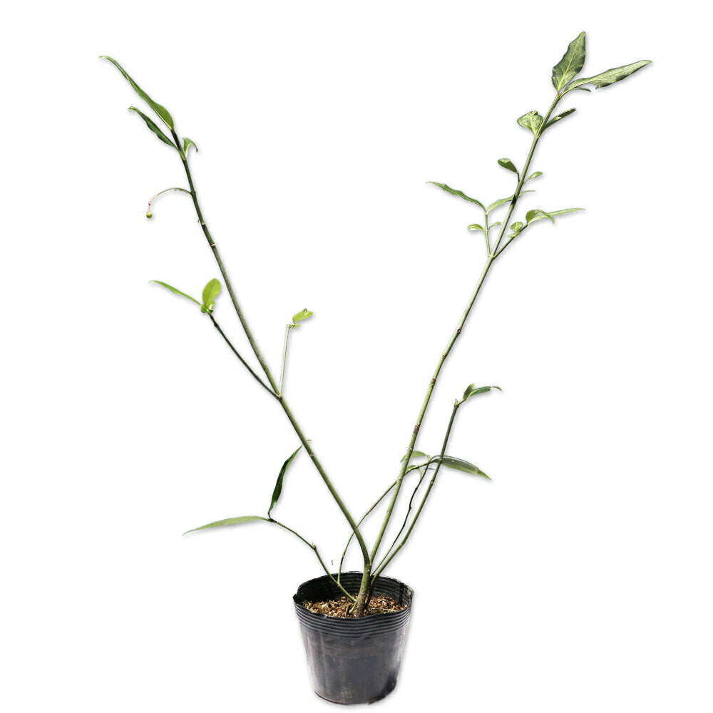 【ムラサキマユミ】(紫真弓)読み：むらさきまゆみ学名：Euonymus lanceolatusニシキギ科ニシキギ属常緑小低木別名：【名前の由来】紫色の花がさくマユミということから【商品情報】ムラサキマユミは0.7mになる常緑小低木です。本州...