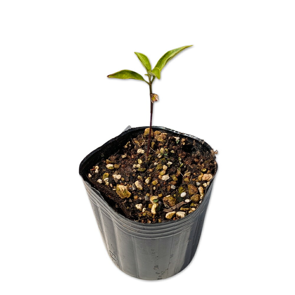 【常緑ヤマボウシ/メラノトリカ】(常緑山法師)学名：Cornus hongkongensis ssp.melanotrichaミズキ科ミズキ属常緑小高木別名：ガビサンヤマボウシ（峨眉山山法師）【名前の由来】【商品情報】常緑ヤマボウシ/メラノ...