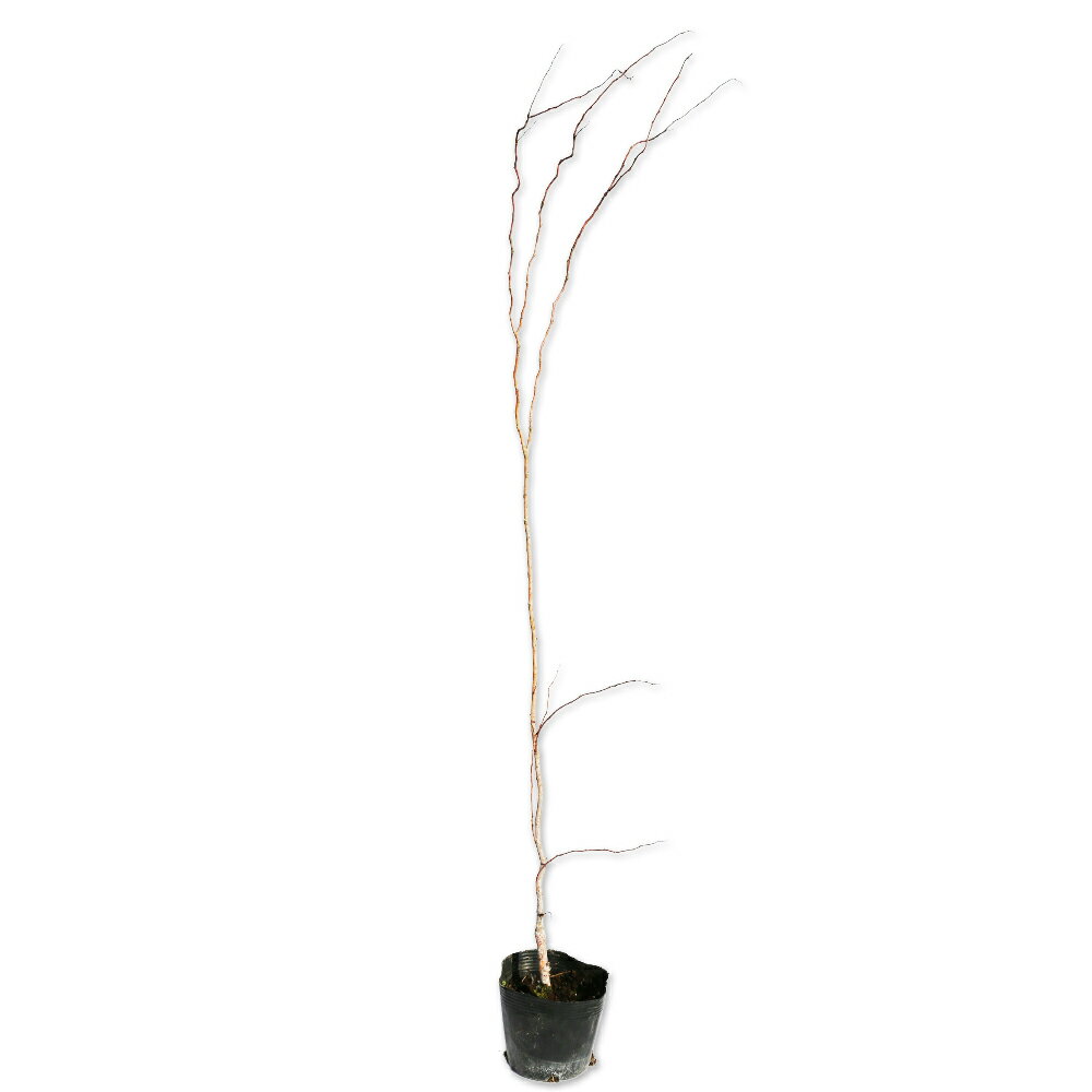 【ウンリュウヤナギ】(雲竜柳)学名：Salix babylonica var. matsudana 'Tortuosa'ヤナギ科ヤナギ属落葉高木別名：コウテンヤナギ、ドラゴンヤナギ、ドラゴンウィロー【名前の由来】雲の間を登っていく竜に似てい...
