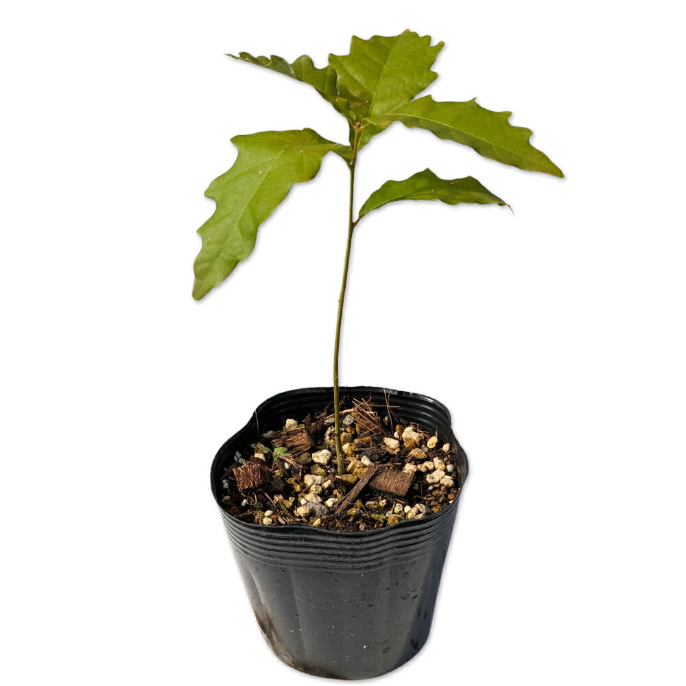 【ヨーロッパナラ】(欧州楢)学名：Quercus roburブナ科コナラ属落葉高木別名：オウシュウナラ、イギリスナラ、ヨーロッパナラ【商品情報】ヨーロッパナラは25〜35mになる落葉高木です。ヨーロッパ等に分布します。葉は切れ込みが深く、ほ...
