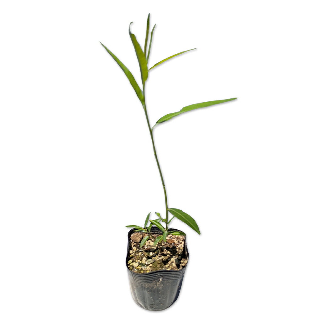 【オオタチヤナギ】(大立柳)学名：Salix pierotiiヤナギ科ヤナギ属落葉高木別名：コウライヤナギ【名前の由来】タチヤナギに似ており、葉が大きいことから【商品情報】オオタチヤナギは10〜15mになる落葉高木です。日本固有種です。葉は...