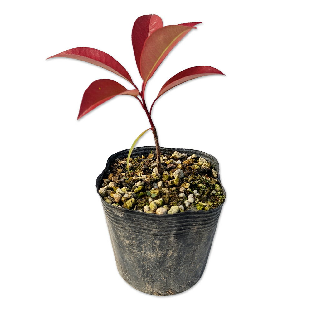 【レッドロビン】（カナメモチ）読み：れっどろびん学名：Photinia×fraseriバラ科カナメモチ属常緑高木【商品情報】レッドロビン葉は革質で光沢が有り、刈り込みの直後や春に真っ赤な新芽が出て綺麗です。葉は新芽の時は赤色になり、次第に固...