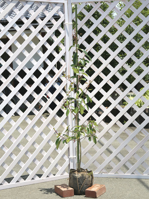 【レッドロビン】（カナメモチ）読み：れっどろびん学名：Photinia×fraseriバラ科カナメモチ属常緑高木【商品情報】レッドロビン葉は革質で光沢が有り、刈り込みの直後や春に真っ赤な新芽が出て綺麗です。葉は新芽の時は赤色になり、次第に固...