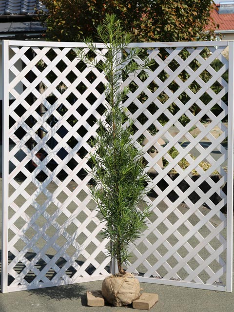 【ナゴヤラカンマキ】読み：なごやらかんまき学名：マキ科マキ属常緑高木【商品情報】ラカンマキはイヌマキの変種です。イヌマキに比べて葉が小さく枝ぶりも大人しいです。種は生らず刺し木での繁殖のみです。ほかの樹種に比べて葉をしっかり付けながら成長し...