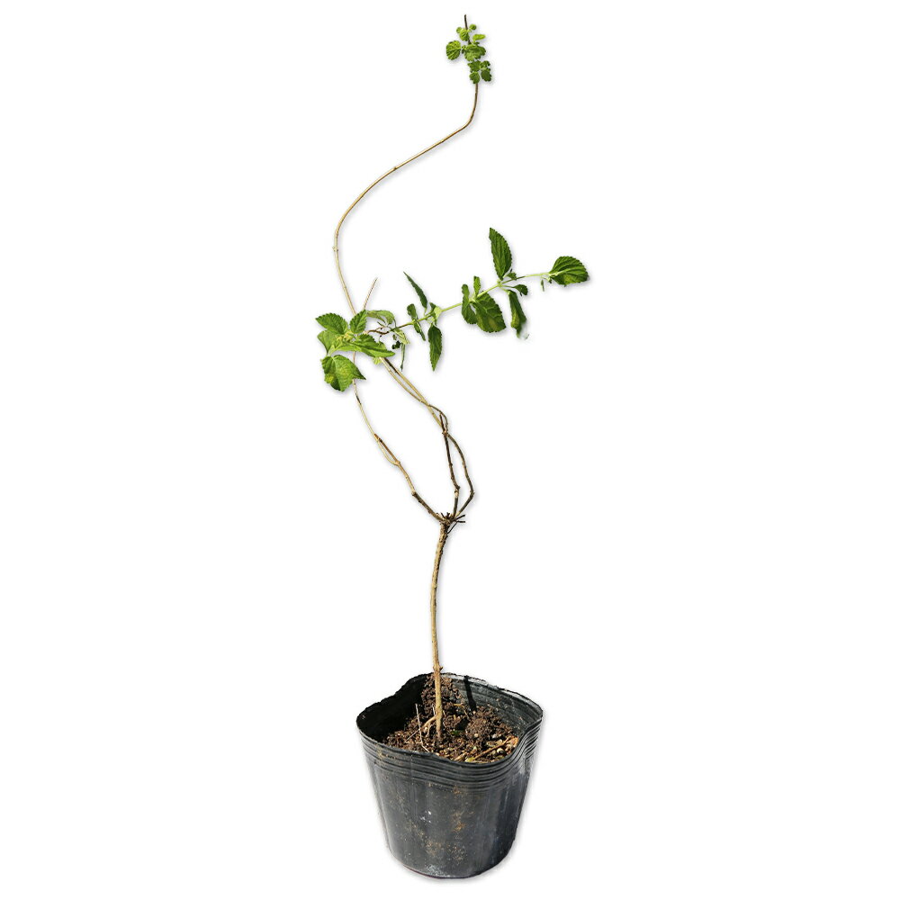 【コバノランタナ/ピンク】()読み：こばのらんたなぴんく学名：Lantana montevidensisクマツヅラ科ランタナ属別名：モンテビデンシス、ランタナ・モンテビデンシス【名前の由来】【商品情報】コバノランタナは0.5mになるです。ラ...