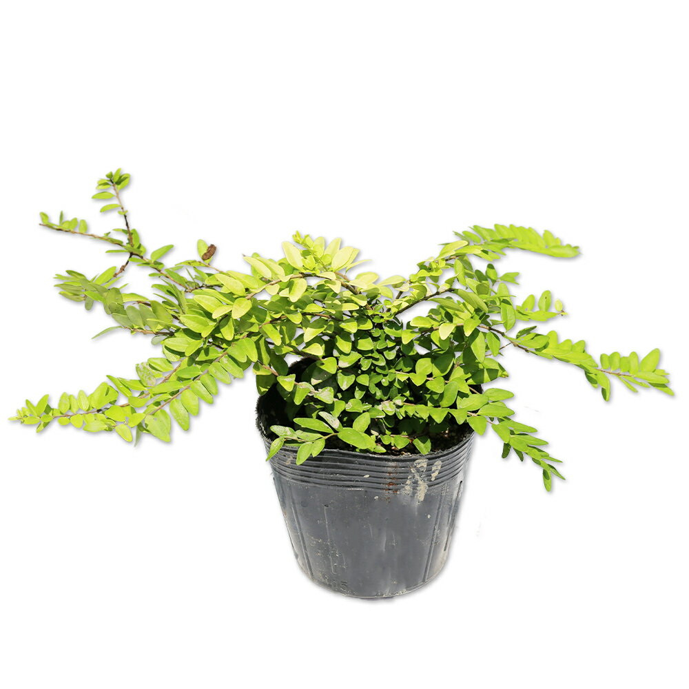 【ロニセラ/エドミーゴールド】読み：ろにせら/えどみーごーるど【ロニセラ/エドミーゴールド】スイカズラ科スイカズラ属耐寒性常緑低木別名：【商品情報】ロニセラ/エドミーゴールドは0.3mになる耐寒性常緑低木です。北アメリカが原産です。花に近い...