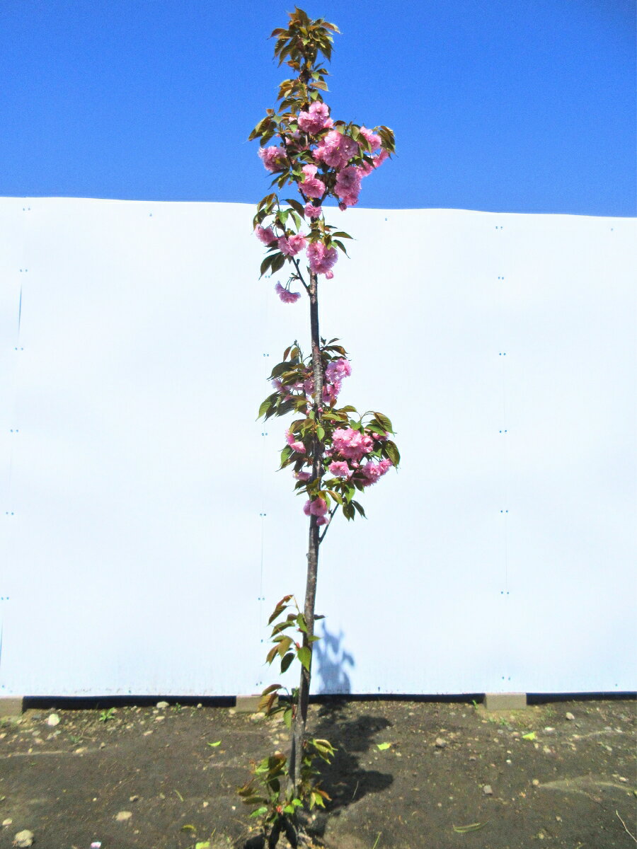 楽天市場】牡丹桜苗の通販 楽天市場】牡丹桜苗の通販