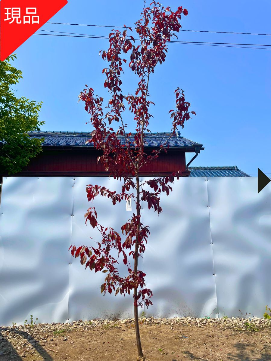 楽天市場】紅葉スモモの通販 楽天市場】紅葉スモモの通販