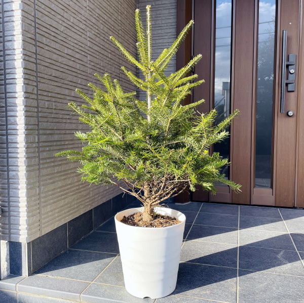 楽天市場】クリスマスツリー 本物 もみの木の通販 楽天市場】クリスマスツリー 本物 もみの木の通販