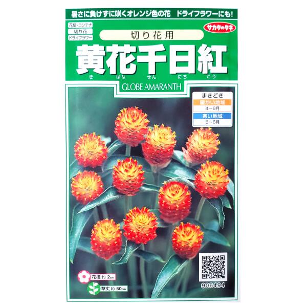 商品情報商品名黄花千日紅　切り花用【学名：Gomphrena haageana】【英名：Globe Amaranth】【和名：センニチコウ】科・属名ヒユ科センニチコウ属原産地熱帯アメリカ生産地中国特長草丈約50cm、株元や枝から多く分枝して...