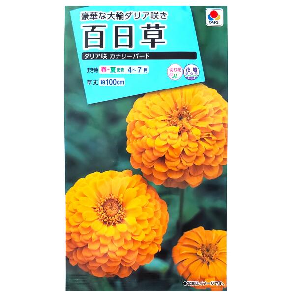 商品情報商品名百日草　ダリア咲 カナリーバード【学名：Zinnia elegans】【英名：Zinnia】【和名：ヒャクニチソウ】科名キク科花言葉不在の友を思う原産地メキシコ生産地タイ特長《長期間花を楽しめる》ダリア咲きで、10cm程の大き...