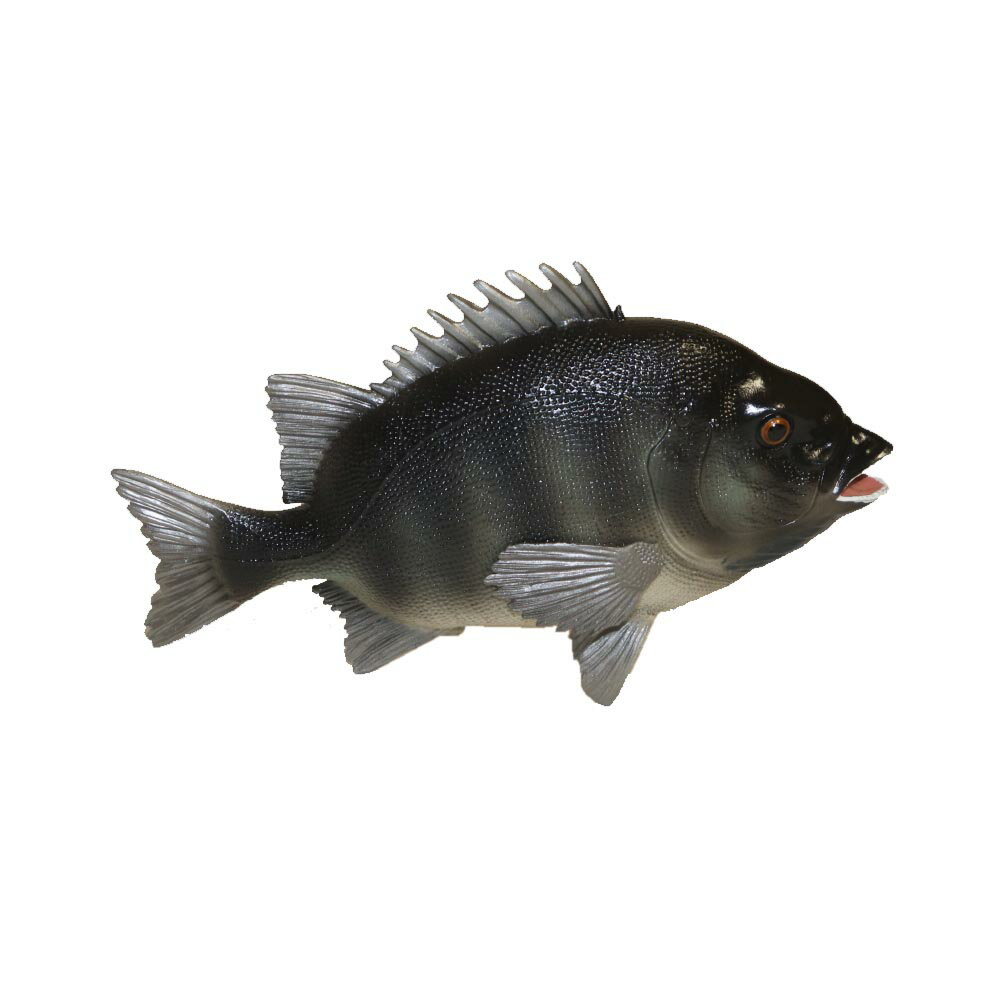 ディスプレイや、ちょっとした飾り付けに最適です。 魚・鯛の模型フィギュア 材質：PVC(塩ビ) 寸法：約18x9x3.5cm