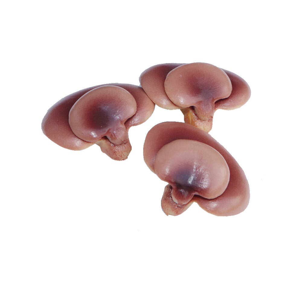 食品サンプル、野菜の模型 ヒラタケ 1個の製品サイズ：約5x4x2.5cm 実物大の模型です。 内容量：3個