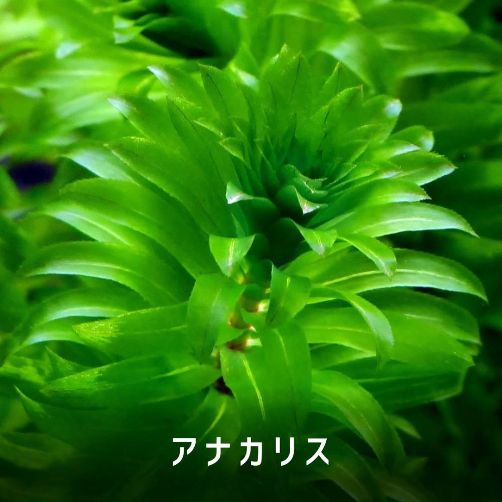 葉っぱの枯れや傷みが多少ある場合が御座います。また、細めの草体での出荷となる場合が御座います。 輸入品に比べ、葉が大きい国産品です。日本の水質等にも慣れているため、成長も早く上質です。 ＊残留農薬が付着している可能性がございますのでエビ等の...