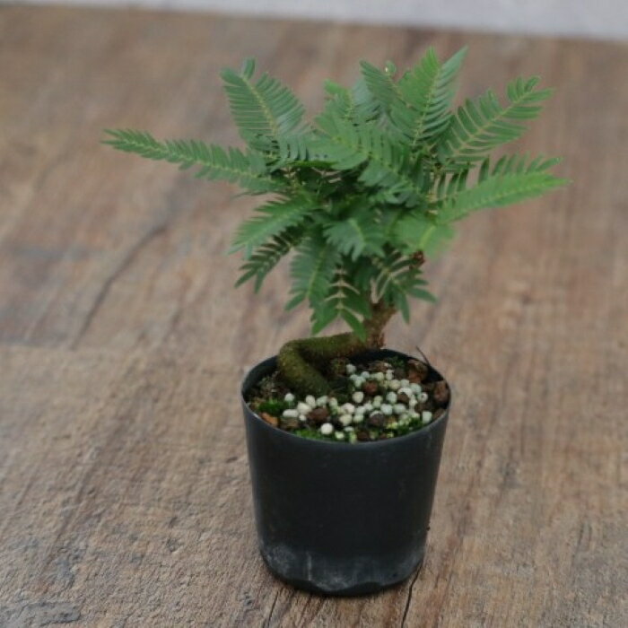 商品情報栽培方法置き場所　明るい日陰～レースカーテン越しの光水やり　土の表面が乾いたらたっぷりと与えます。乾燥する時期は葉水も与えてください。温度　8～10℃以上　水切れをすると葉が落ちるので注意してください。注意点◎植物は個体差があり成長...