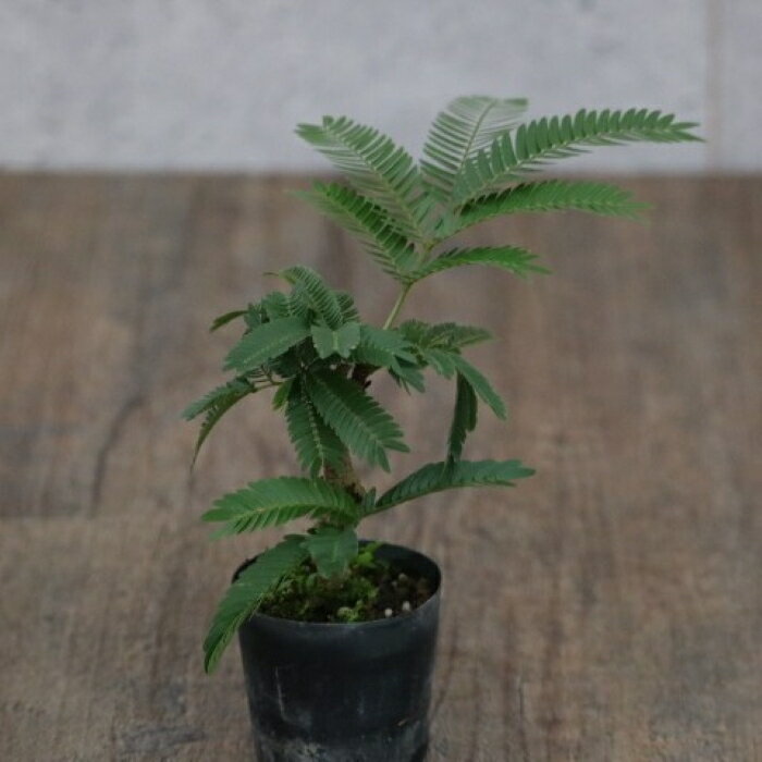 商品情報栽培方法置き場所　明るい日陰～レースカーテン越しの光水やり　土の表面が乾いたらたっぷりと与えます。乾燥する時期は葉水も与えてください。温度　8～10℃以上　水切れをすると葉が落ちるので注意してください。注意点◎植物は個体差があり成長...