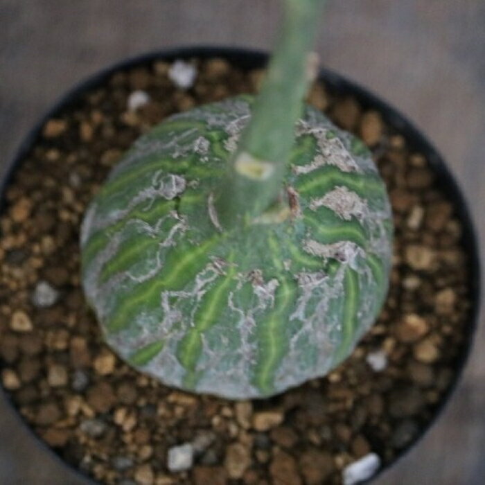 商品情報栽培方法置き場所日当たりの良い場所で管理します。屋外なら直射日光にも強い水やり乾いたら与えますが基本的には乾燥気味に育てます。温度5℃以上　寒さに弱いので冬季は屋内で管理する　春～秋の生育期には月に1度緩効性肥料を与えてください。注...