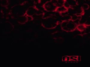 BLOOD （RE-ISSUE ＋ BONUS）2CD発売日2023/2/10詳しい納期他、ご注文時はご利用案内・返品のページをご確認くださいジャンル洋楽ロック　アーティストOSIOSI収録時間組枚数商品説明OSI / BLOOD （RE-...
