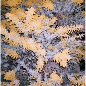 クライムザマインド ツボミCD発売日2020/11/22詳しい納期他、ご注文時はご利用案内・返品のページをご確認くださいジャンル邦楽J-POP　アーティストClimb The Mind収録時間組枚数1商品説明Climb The Mind /...